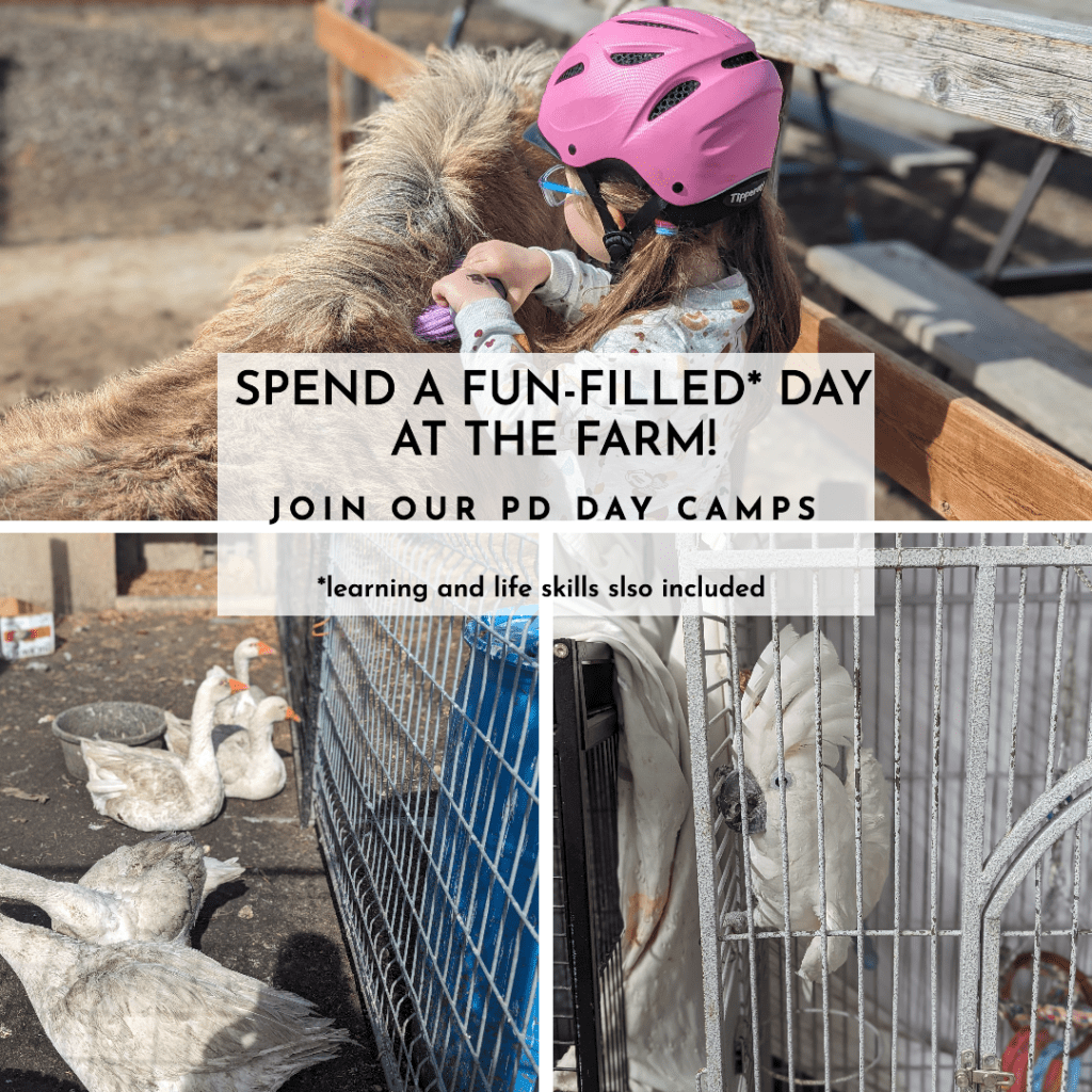 PD Day Camps - Gentle Giant Acres